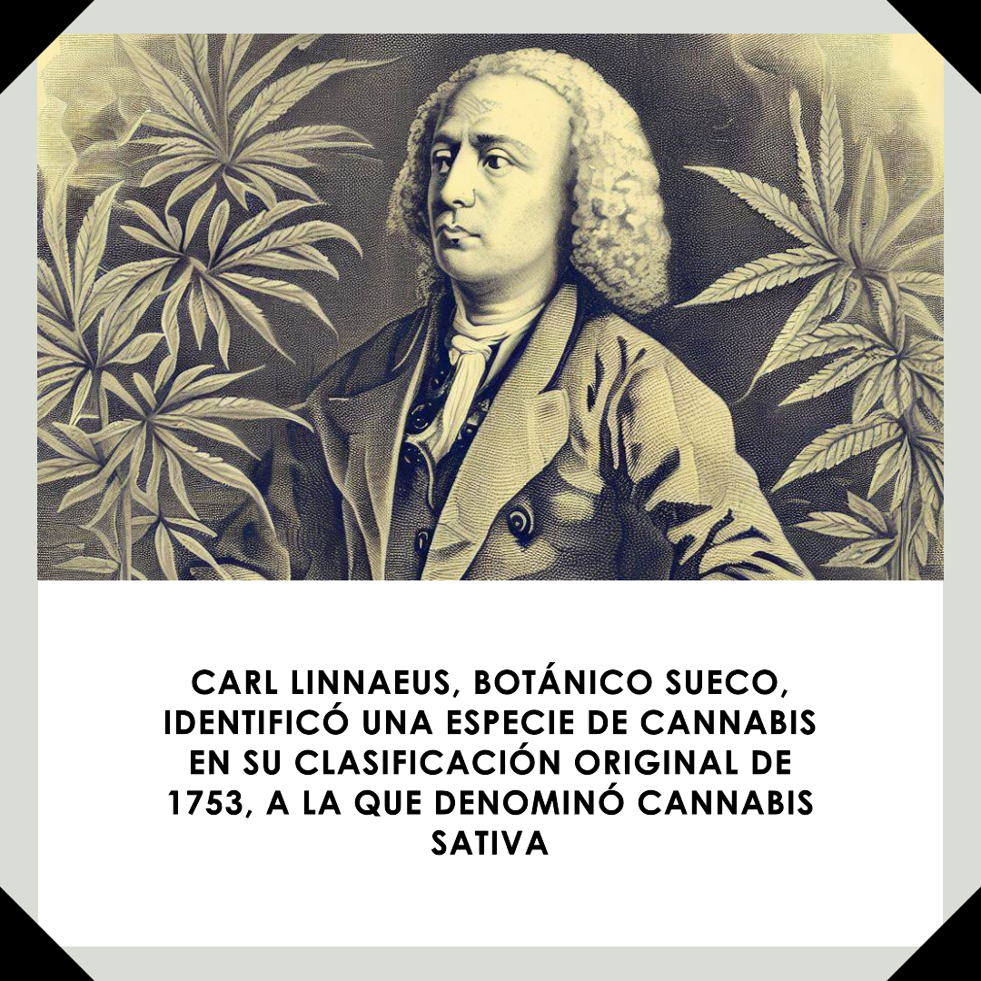 Carlos Linneo: El Pionero que Nombró al Cannabis
