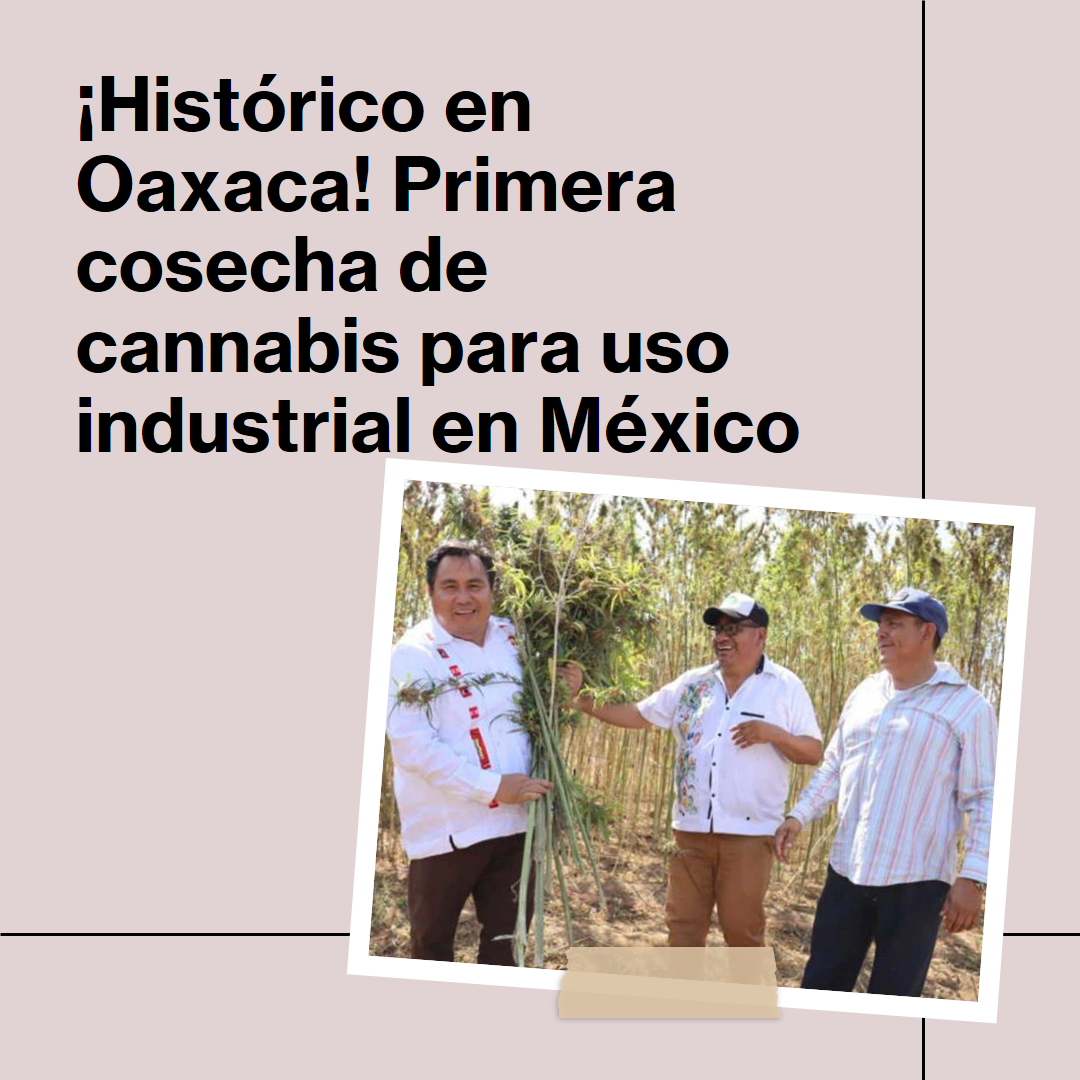 Primera cosecha de Cannabis en Oaxaca para uso industrial